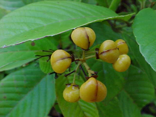 Plants of Viñales: a pictorial guide - Davilla rugosa